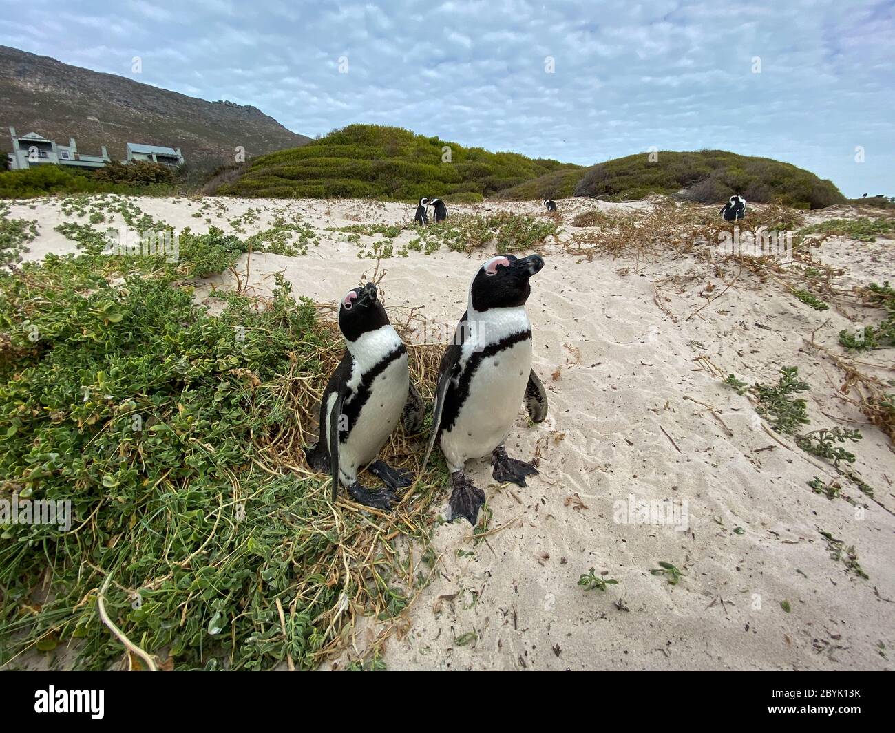 A pair of friendly penguins on the beach at the Cape of Good Hope ...