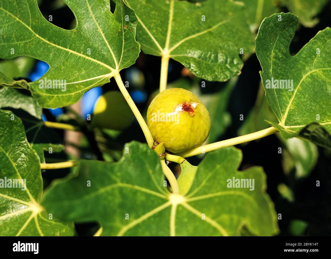 Ripe fig tree hi-res stock photography and images - Alamy
