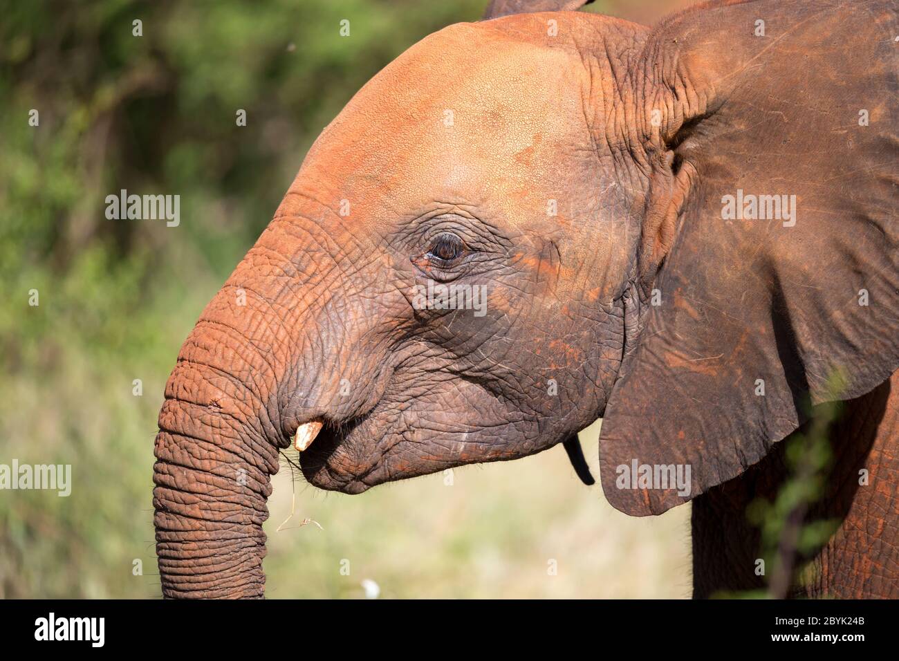 Head of a young red elephant in front the bush Stock Photo - Alamy