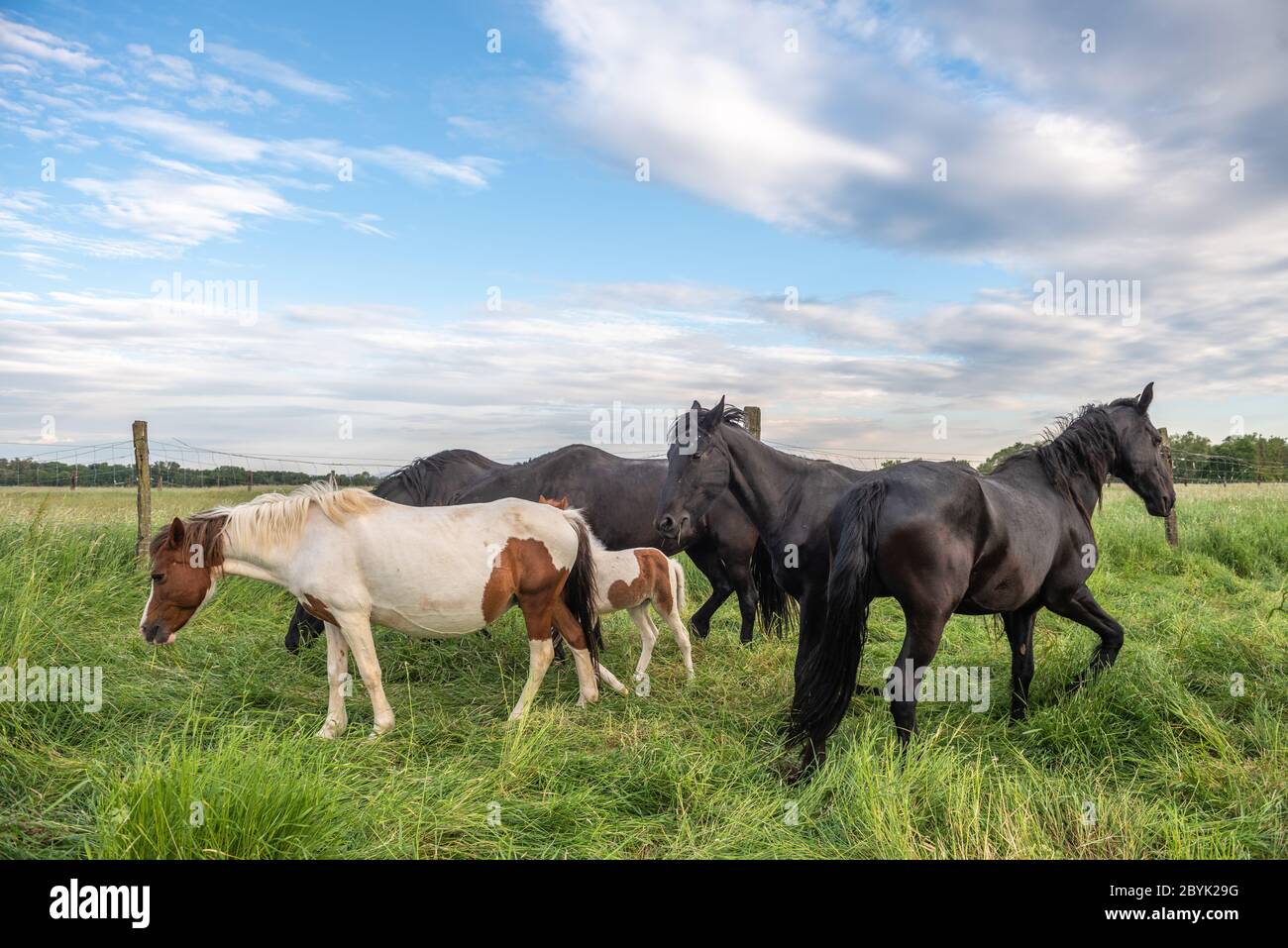 Horses in spring hi-res stock photography and images - Alamy