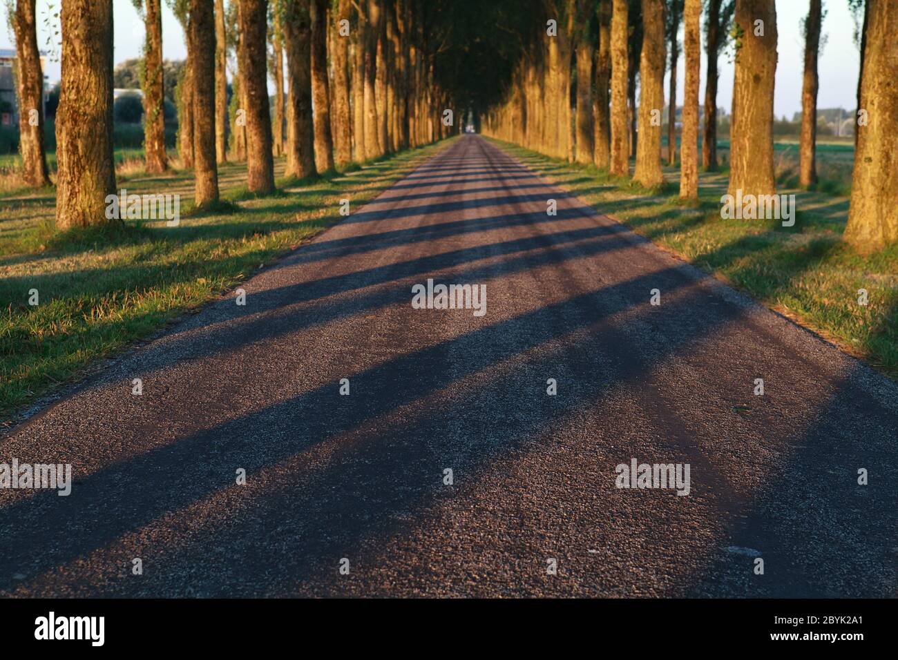 Tree shadow road hi-res stock photography and images - Alamy