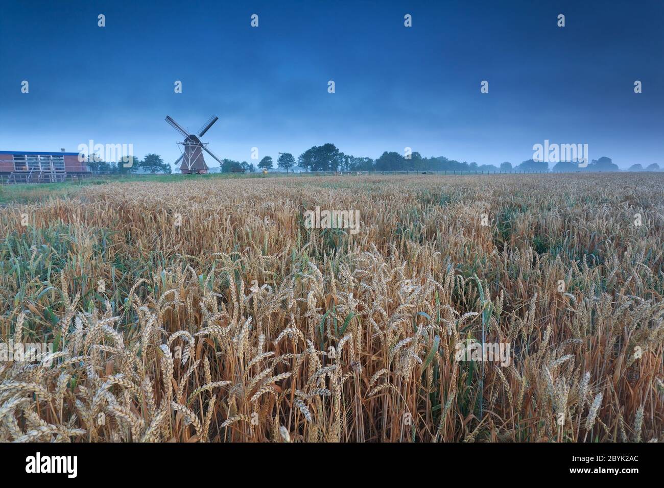 windmill on wheat field in dusk Stock Photo - Alamy