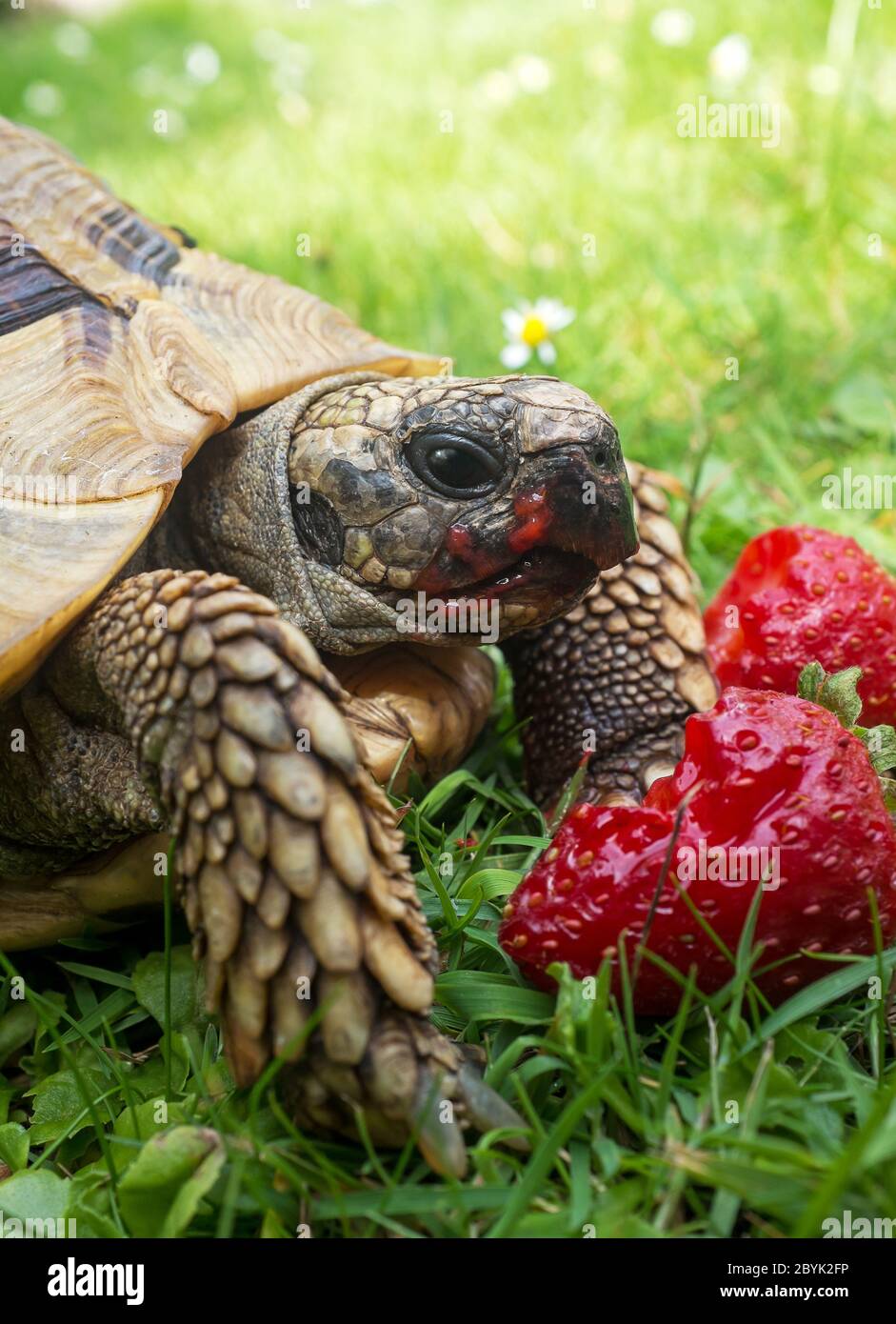 Eating tortoise hi-res stock photography and images - Alamy