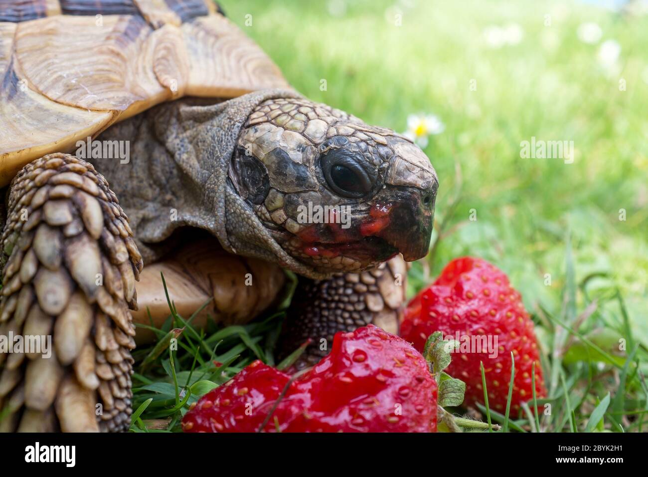 Eating tortoise hi-res stock photography and images - Alamy
