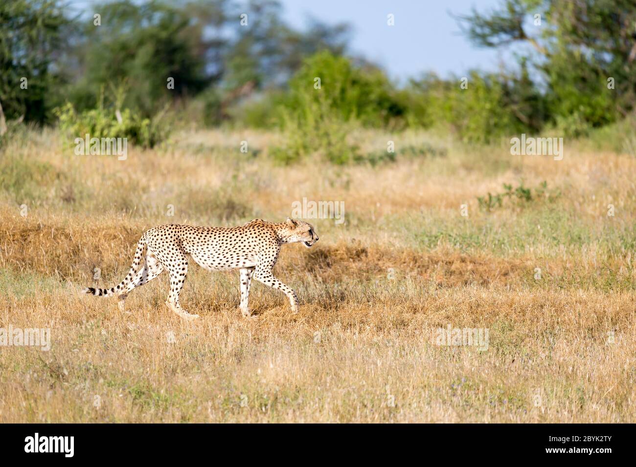 A Cheetah in the grassland of the savannah in Kenya Stock Photo - Alamy