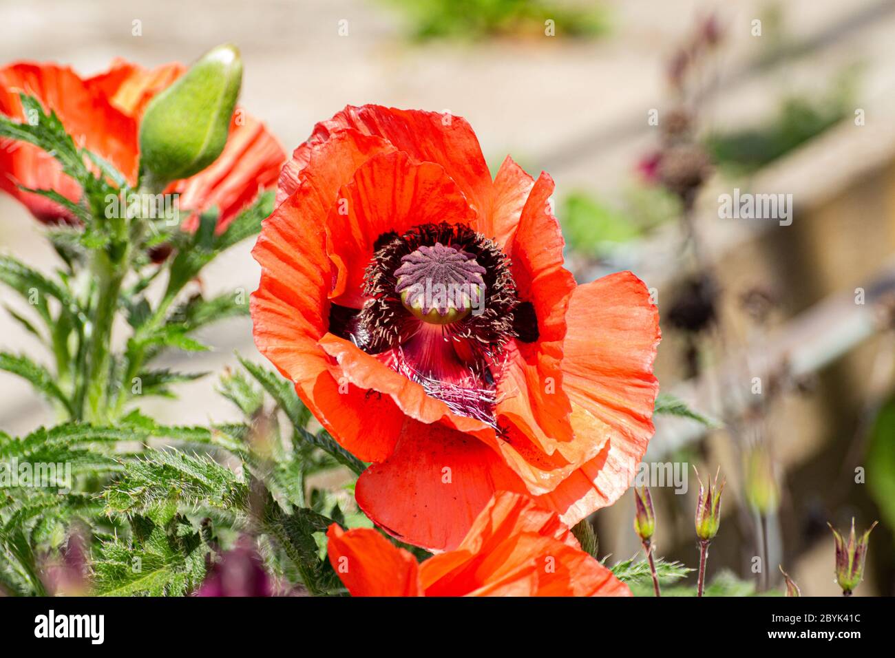 Orientale papaver seed hi-res stock photography and images - Alamy