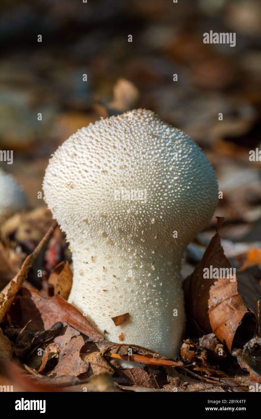 Fungus puffball spores reproduction hi-res stock photography and images ...