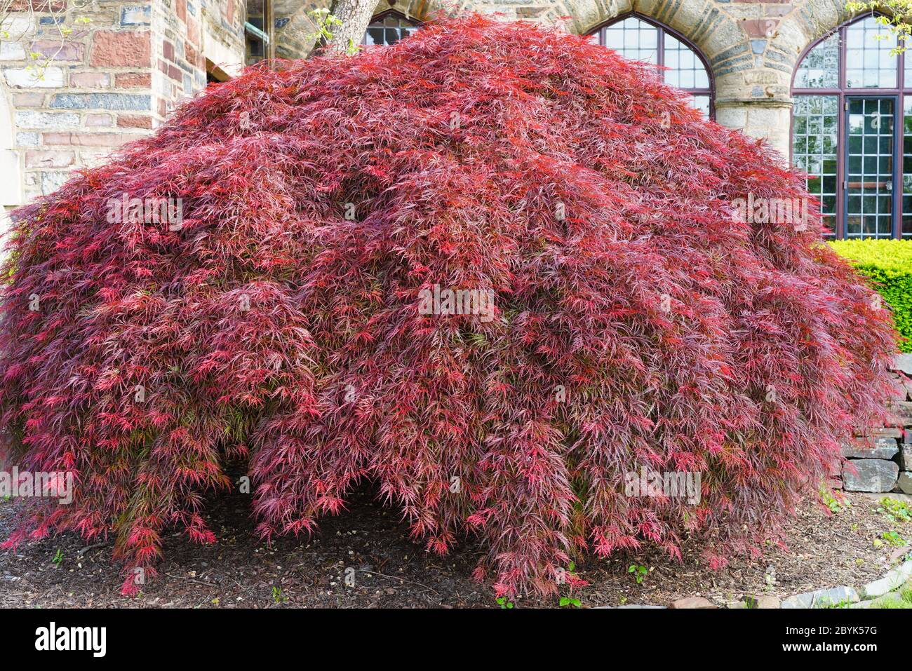 Red foliage of the weeping Laceleaf Japanese Maple tree (Acer palmatum ...