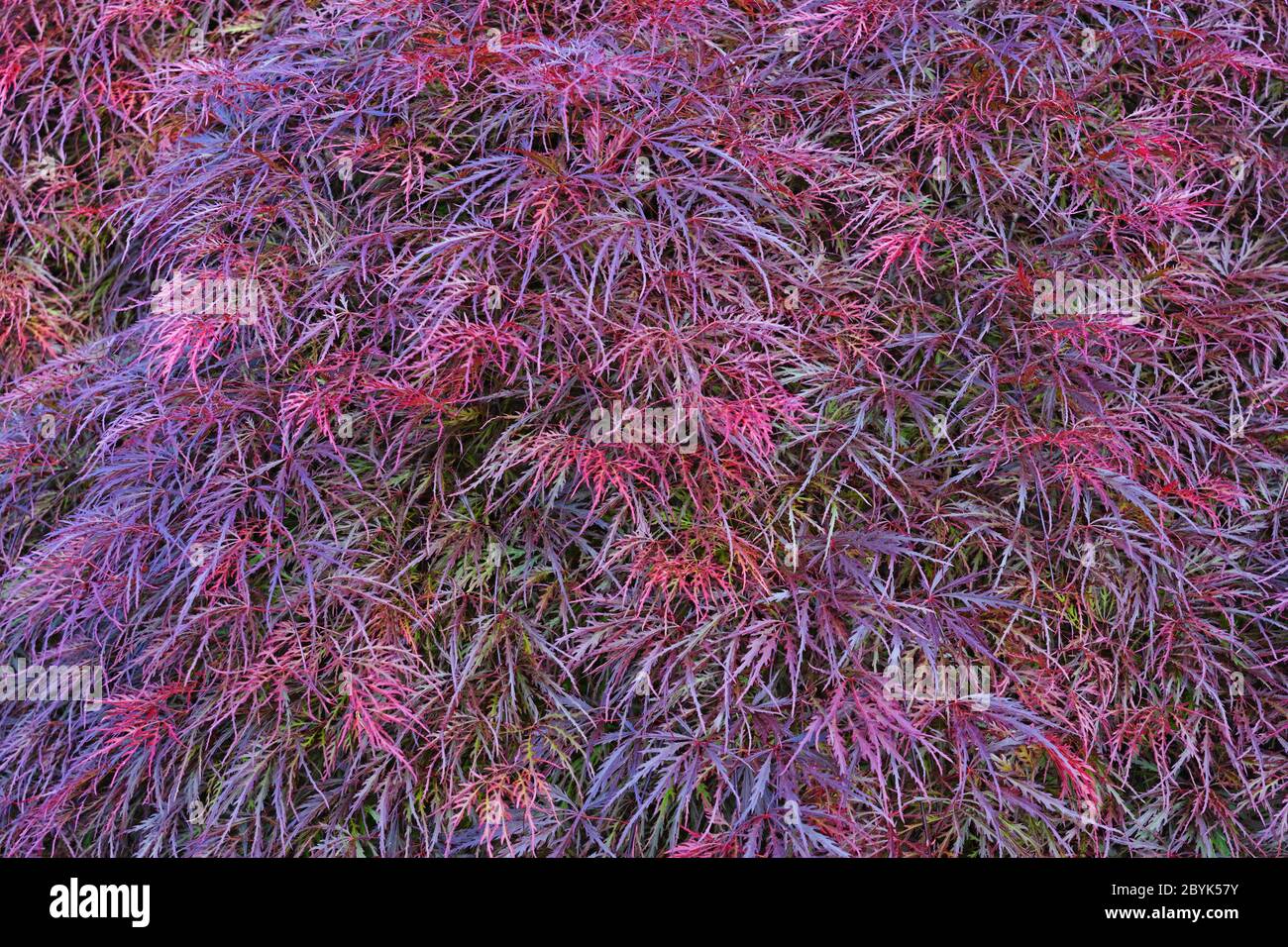 Red foliage of the weeping Laceleaf Japanese Maple tree (Acer palmatum ...