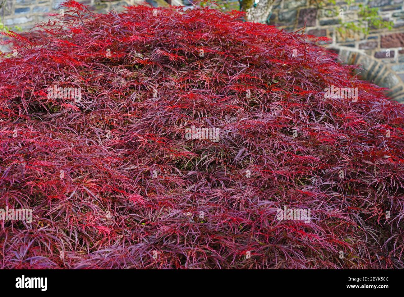 Red foliage of the weeping Laceleaf Japanese Maple tree (Acer palmatum ...