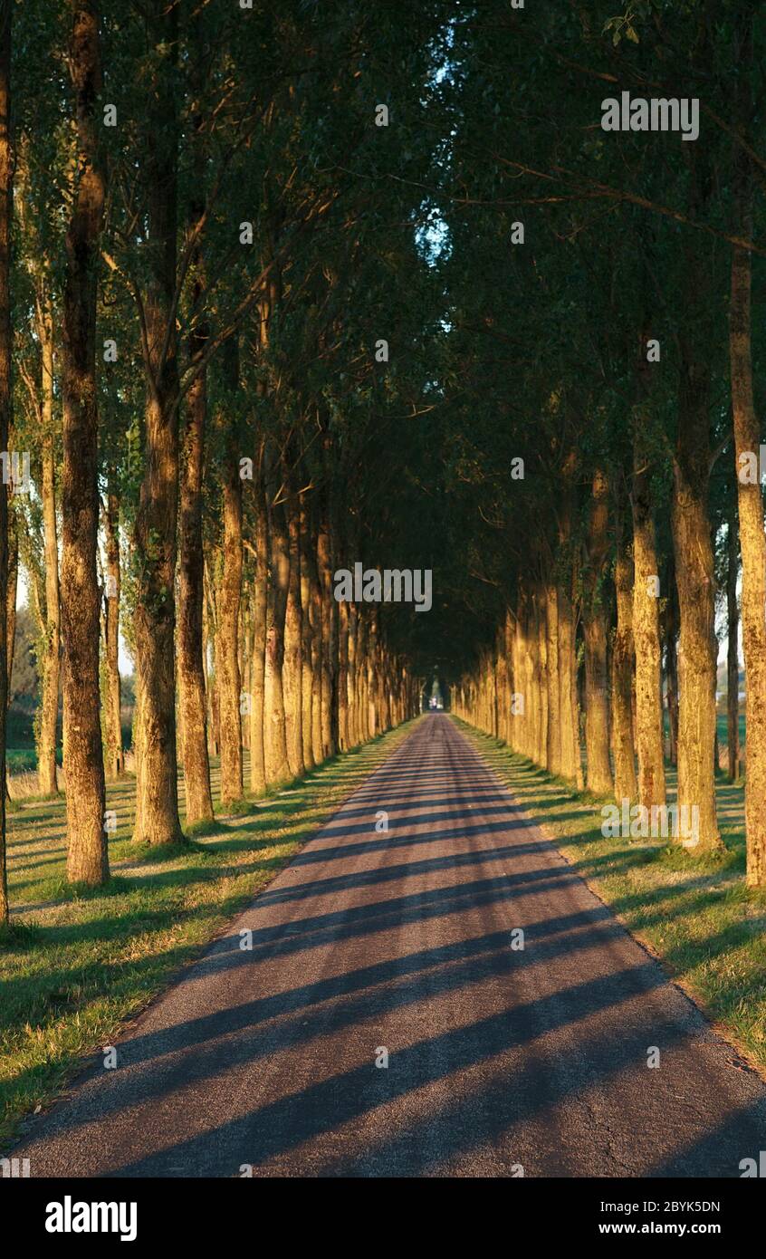 tree shadow pattern Stock Photo - Alamy