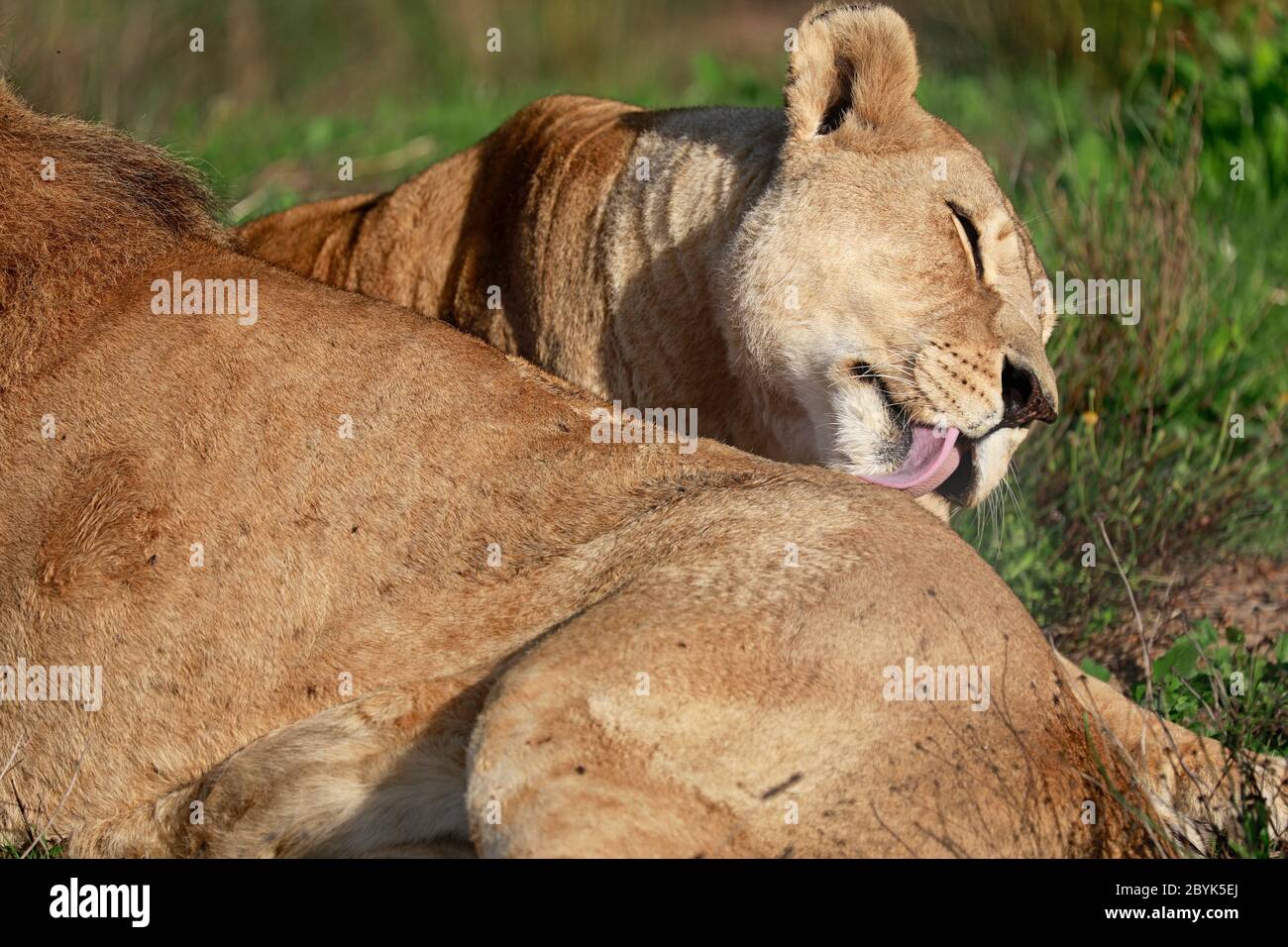 Lioness Grooming Lioness High Resolution Stock Photography and Images ...