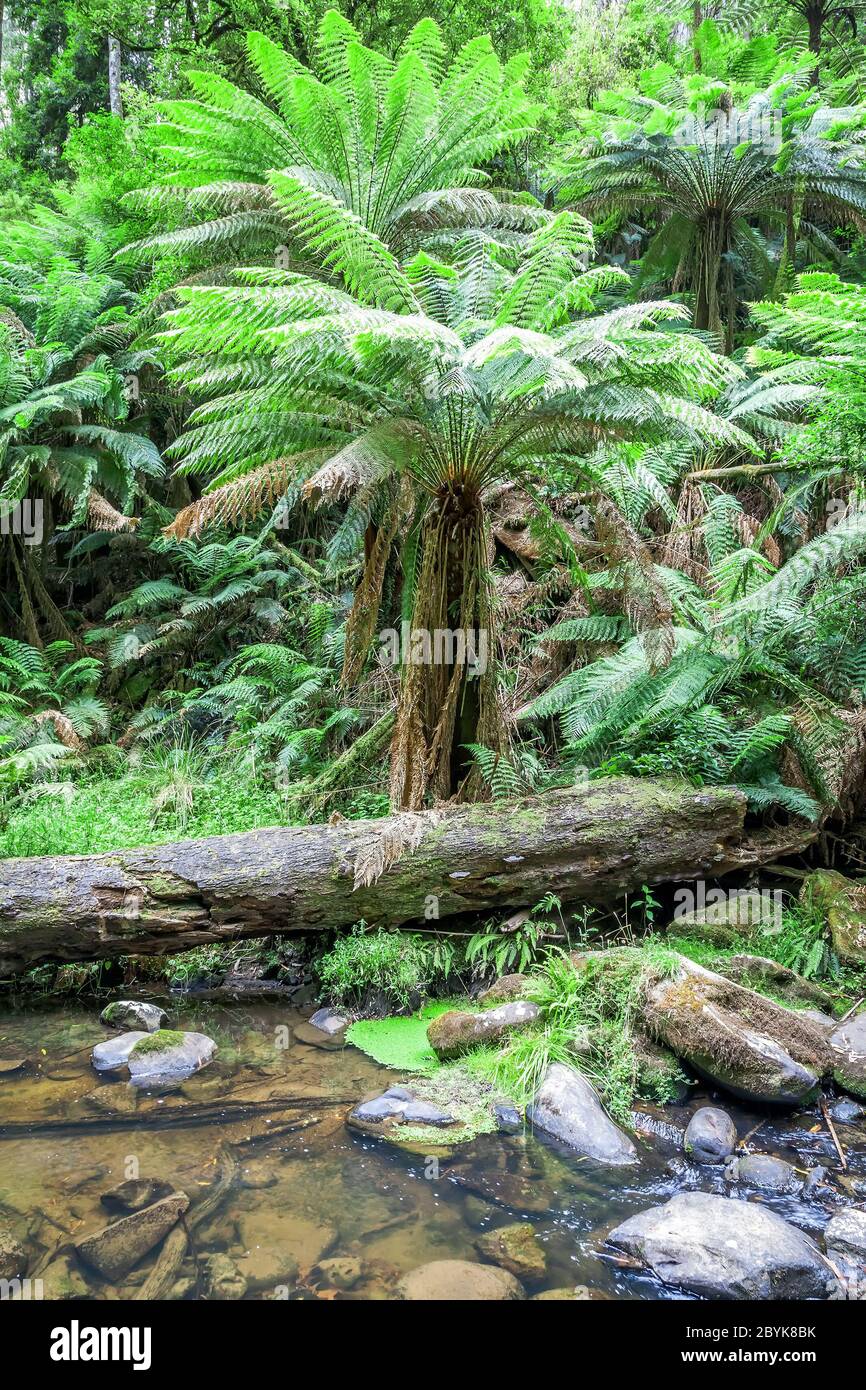 Tropical australia hi-res stock photography and images - Alamy