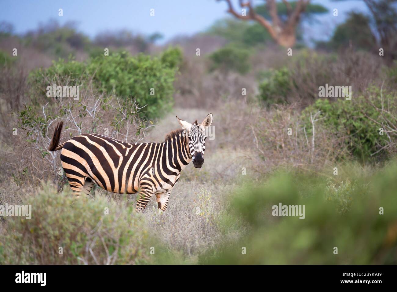 One zebra standing and watching you between the bush Stock Photo - Alamy