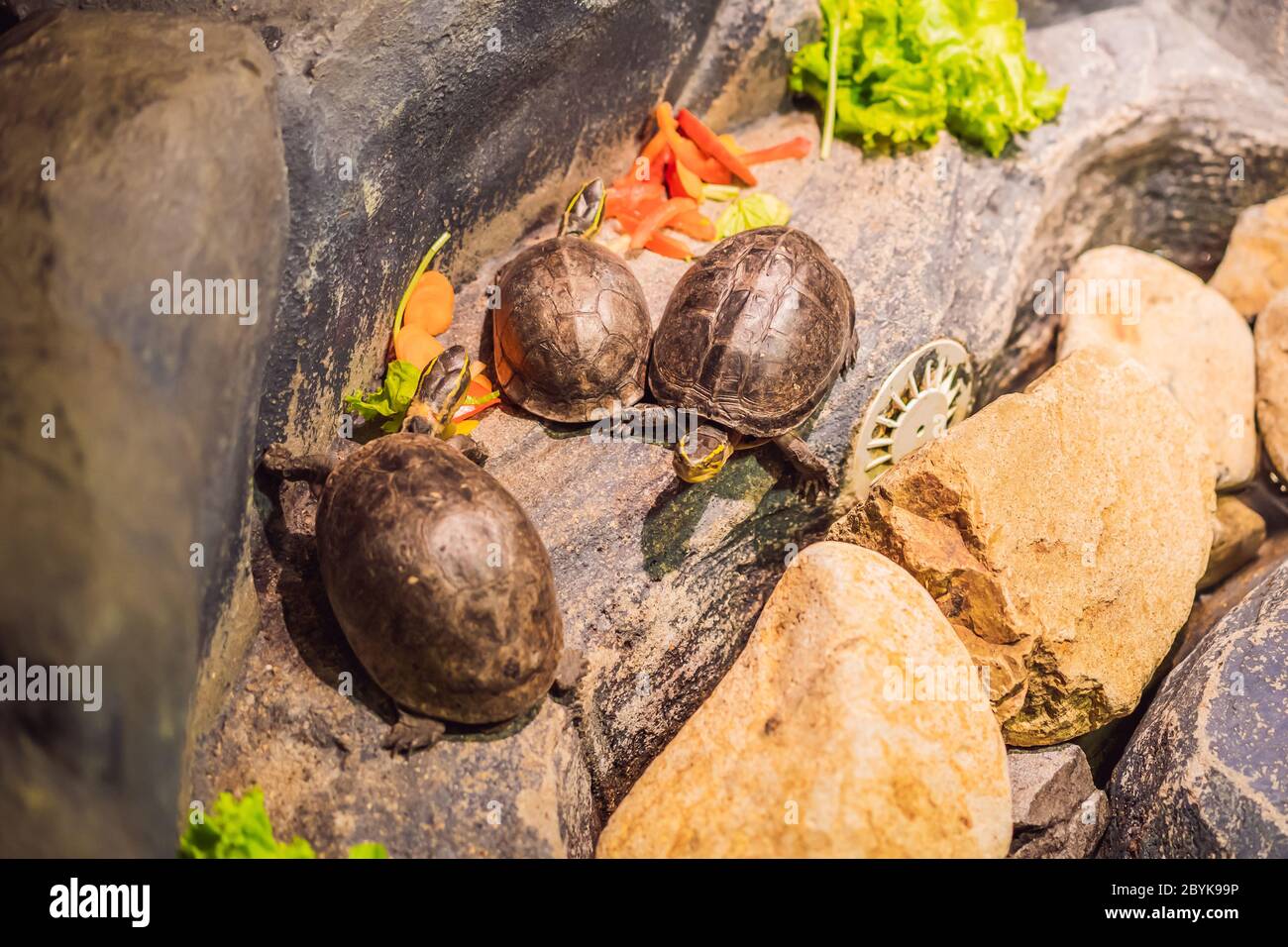 The Turtles eats vegetables in a terrarium Stock Photo - Alamy