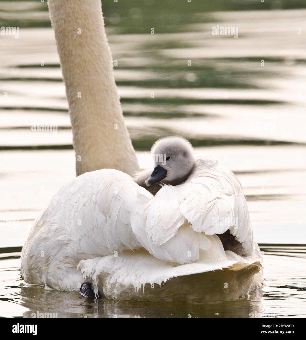 Imprinting bird hi-res stock photography and images - Alamy