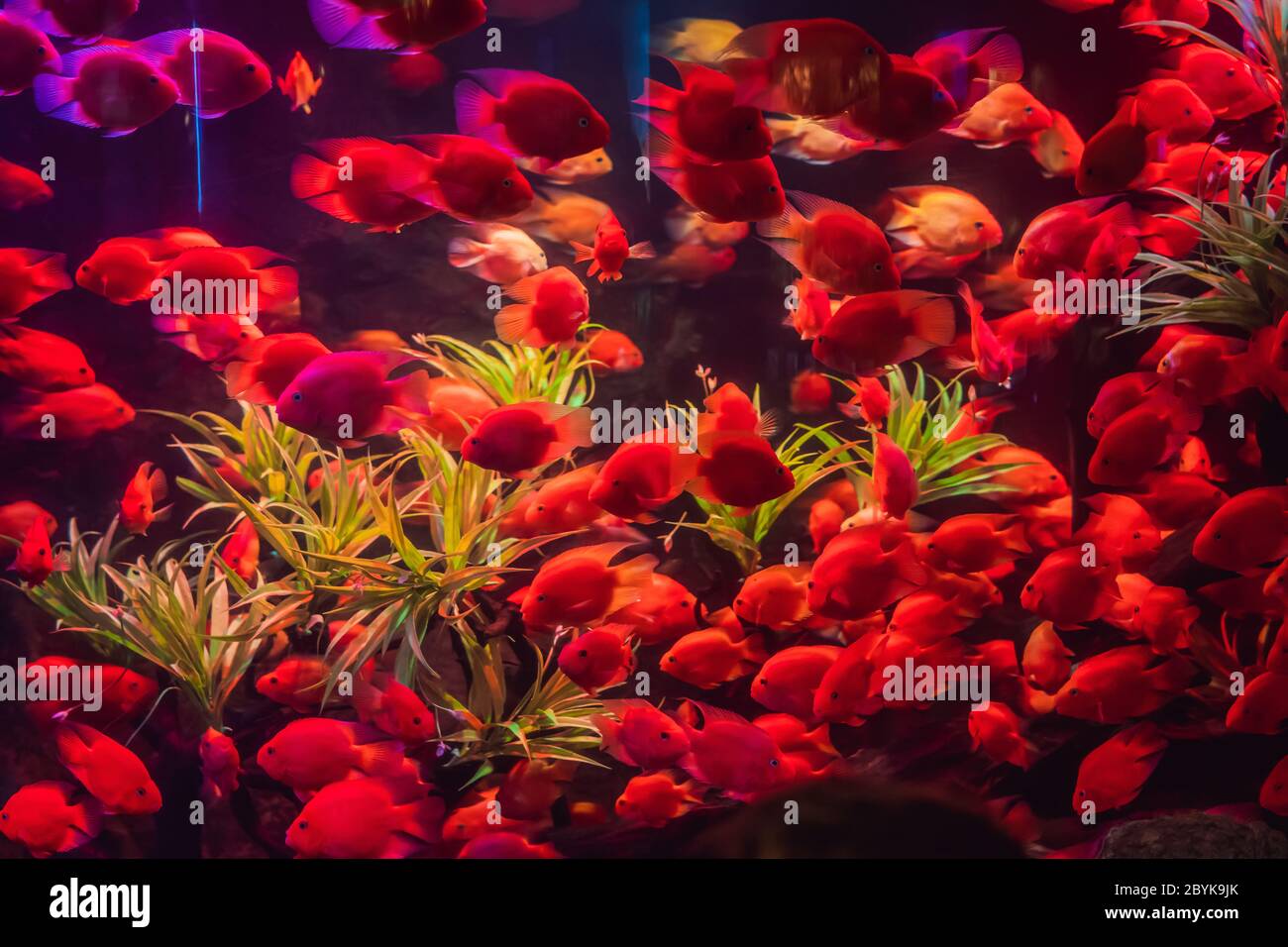 Lots of reef fish hi-res stock photography and images - Alamy
