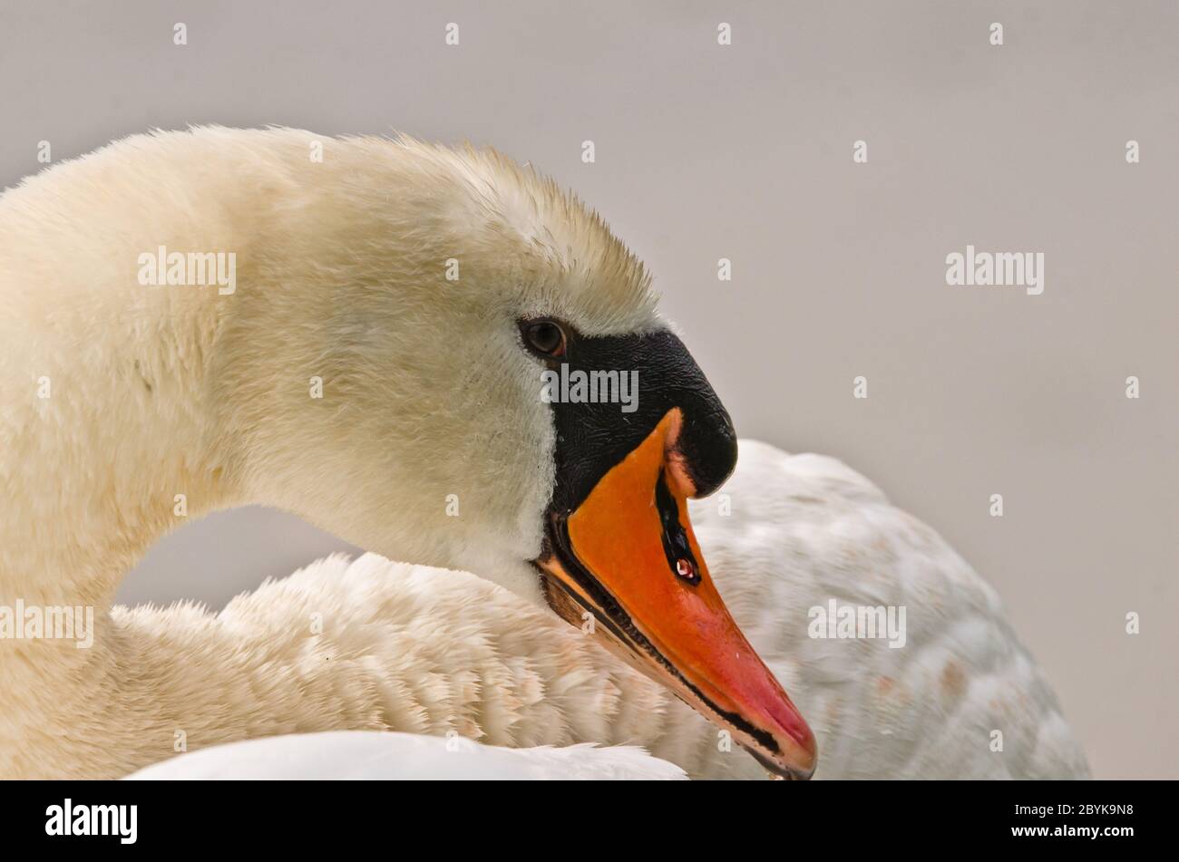 The head of a beautiful swan with a rounded neck. A very closeup and ...