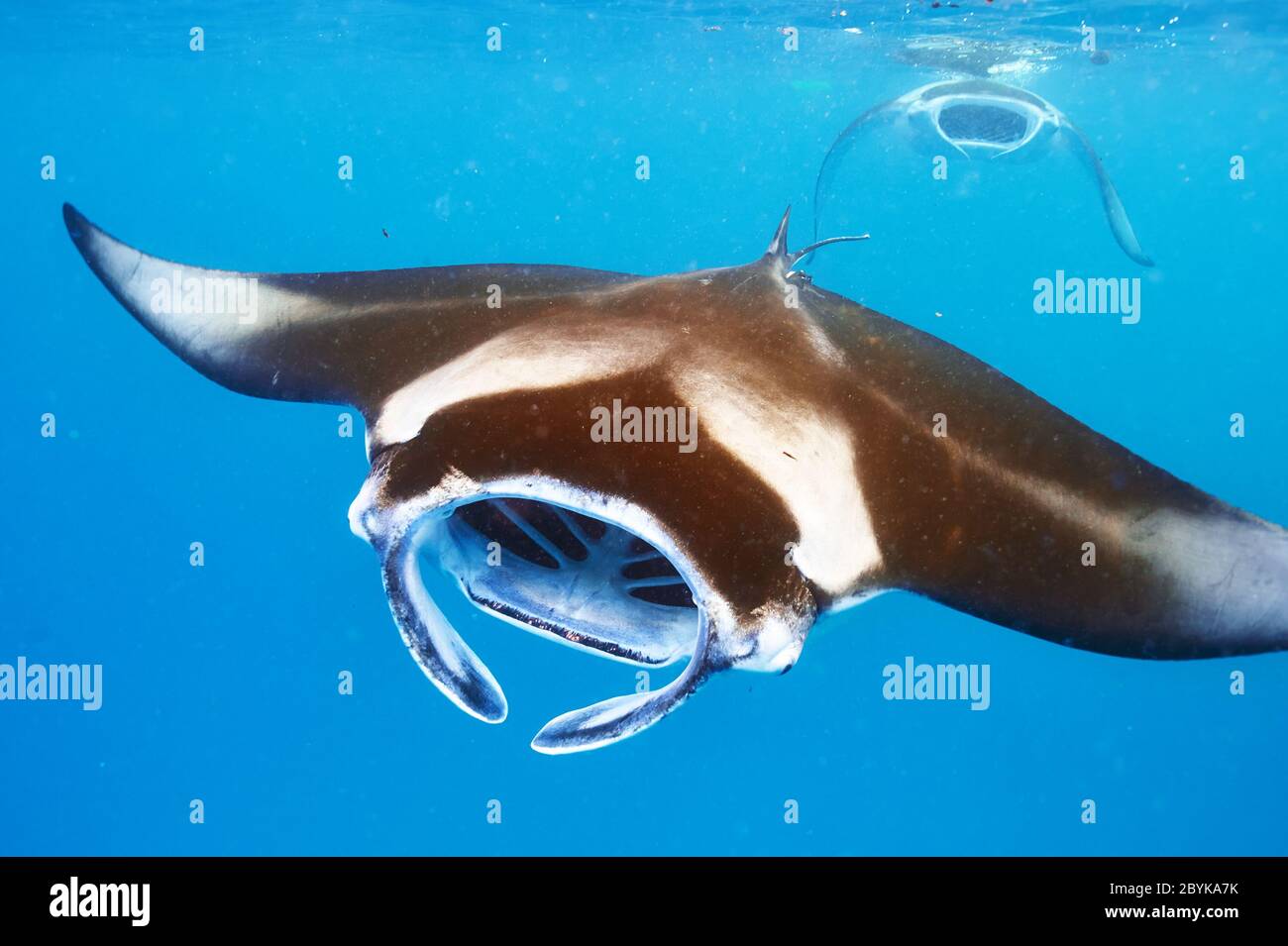 Manta ray floating underwater Stock Photo - Alamy