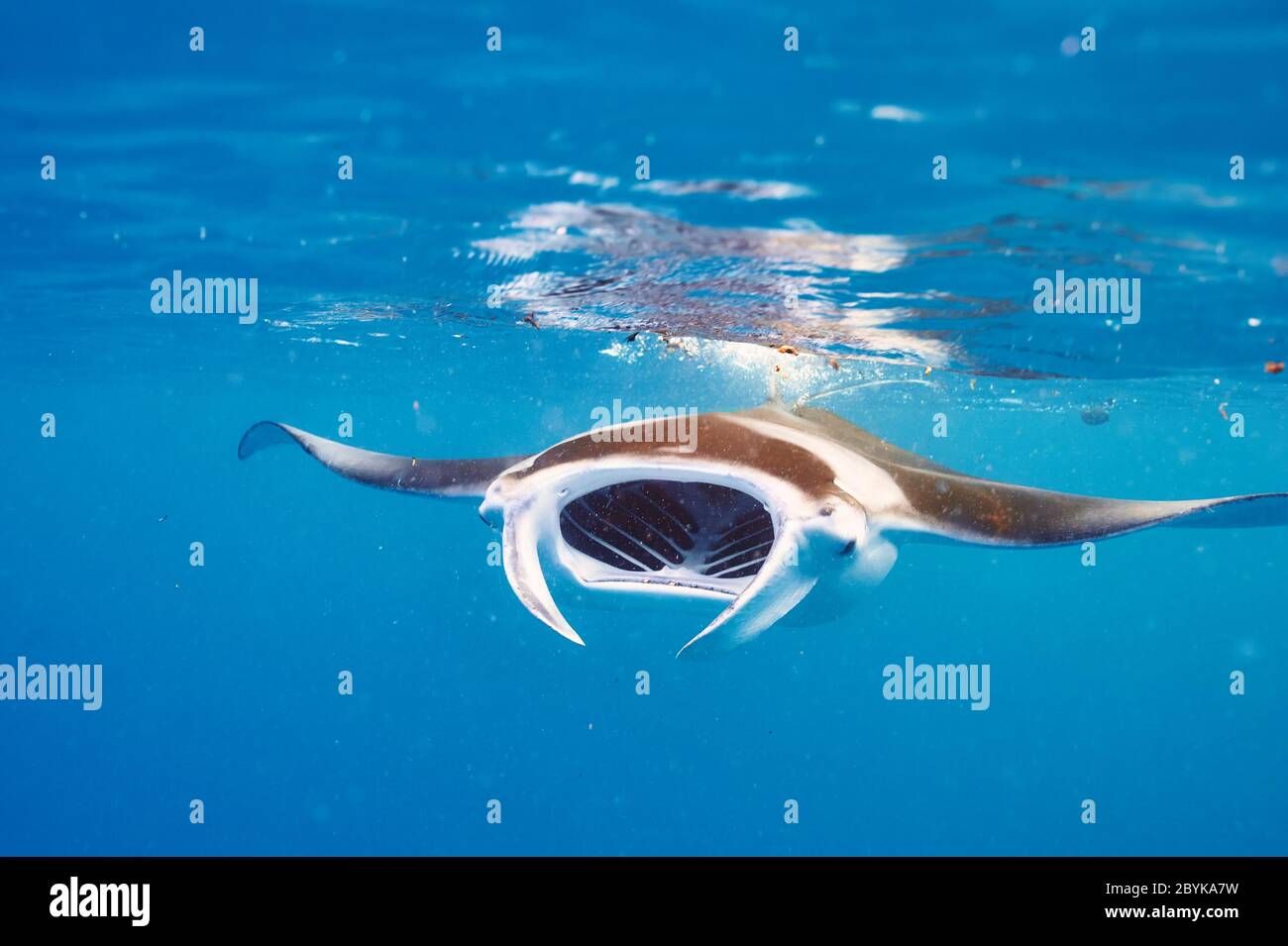 Large ocean manta ray floating hi-res stock photography and images - Alamy