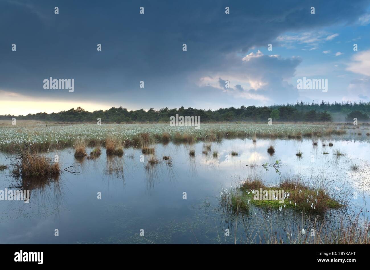 cloudy rainy sky reflected in swamp water Stock Photo - Alamy