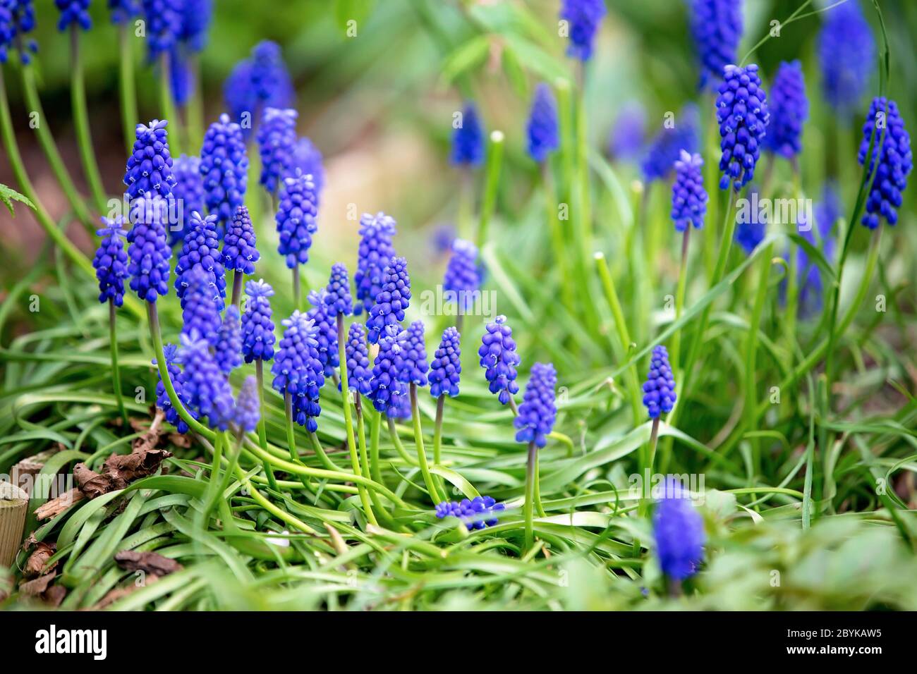 Beautiful bluebell flowers in garden, natural background Stock Photo ...