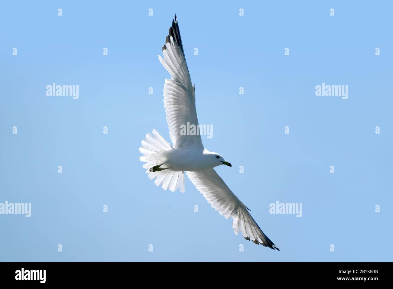 Seagull diving for fish at lake hi-res stock photography and images - Alamy