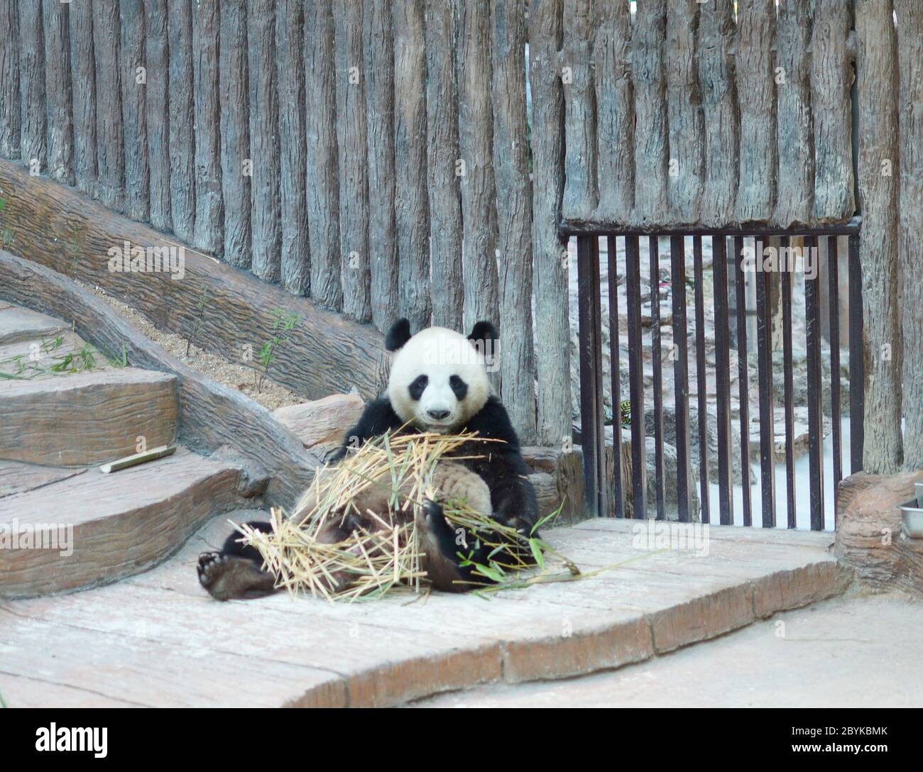 Happy panda hi-res stock photography and images - Alamy