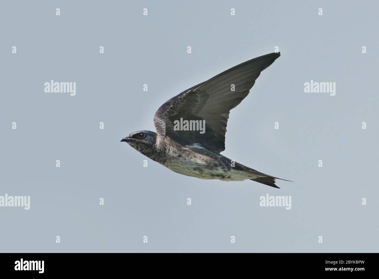 Purple Martins in flight hunting for insects Stock Photo - Alamy