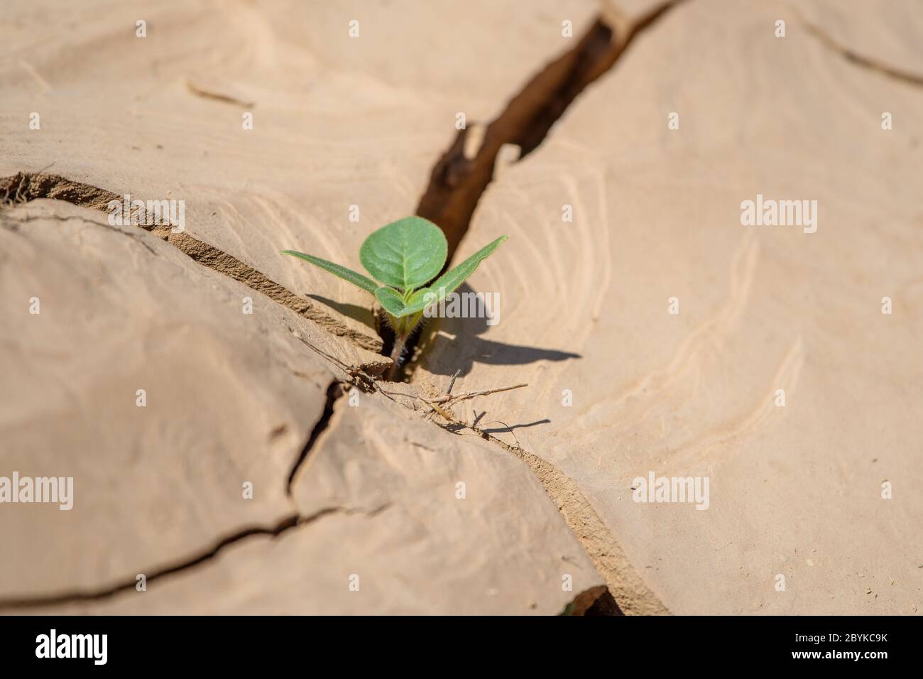 A determined plant poking up through the cracked ground , Ai-Ais ...