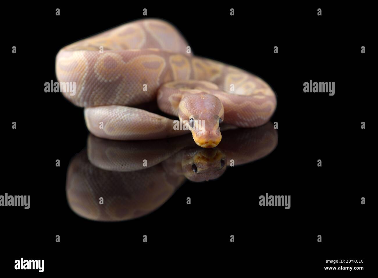 Snake in front of black background hi-res stock photography and images ...