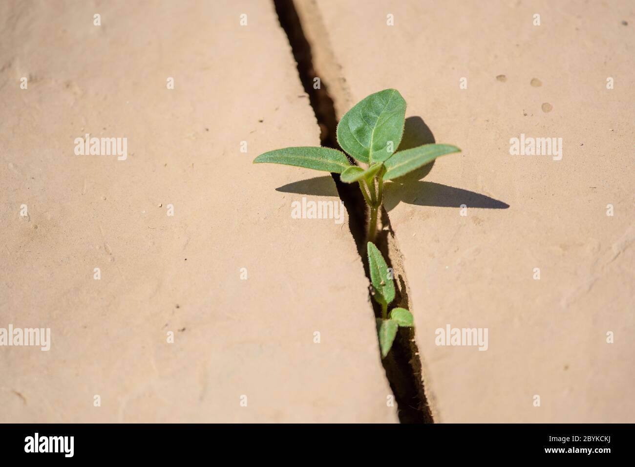 A determined plant poking up through the cracked ground , Ai-Ais ...
