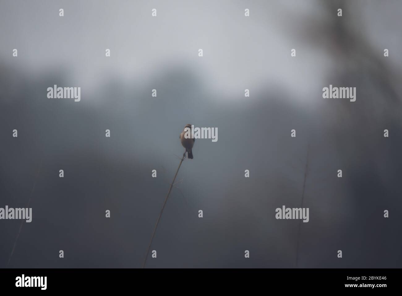 Common stonechat female, Saxicola torquatus Stock Photo - Alamy