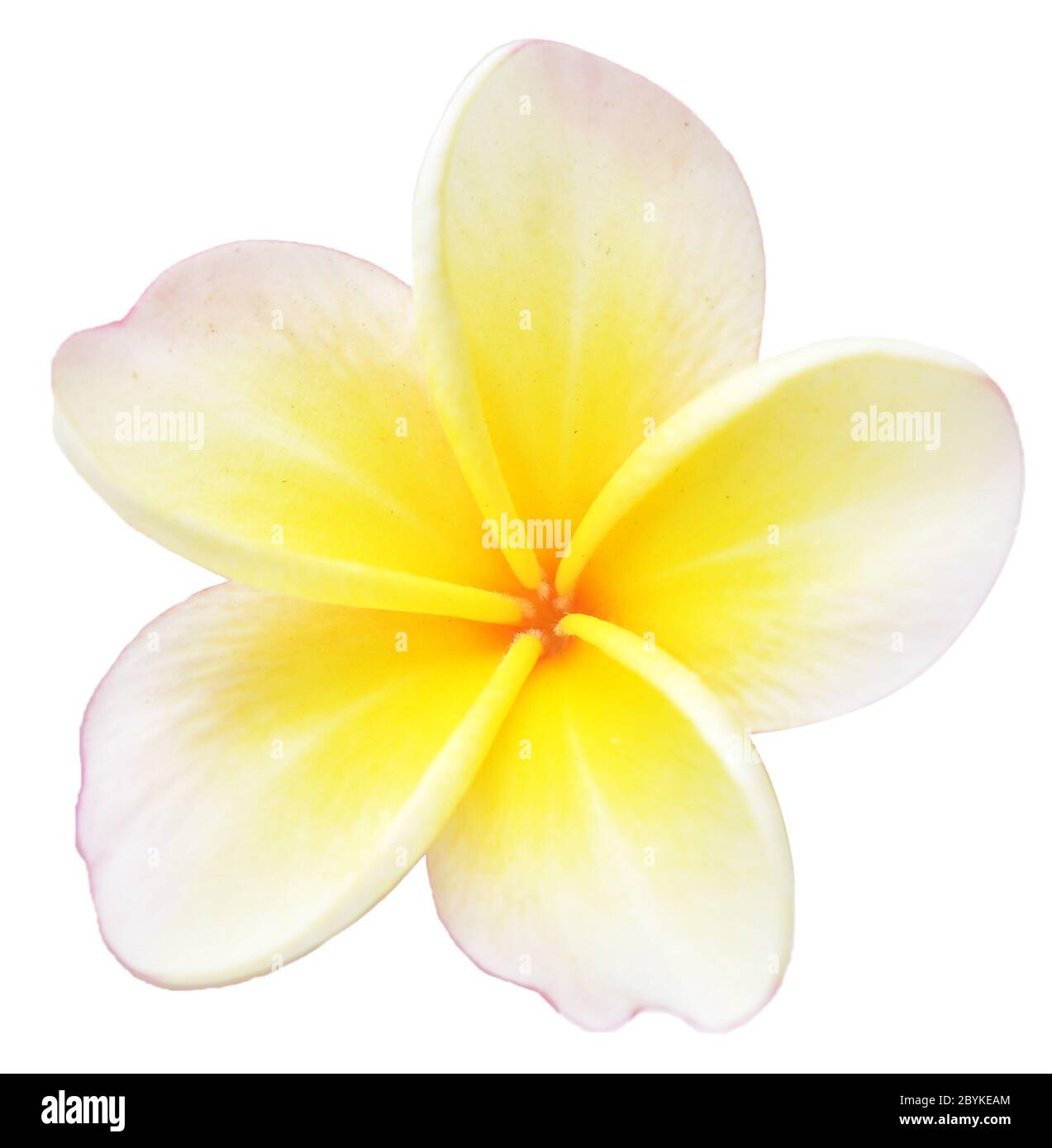 Wet frangipani hi-res stock photography and images - Alamy