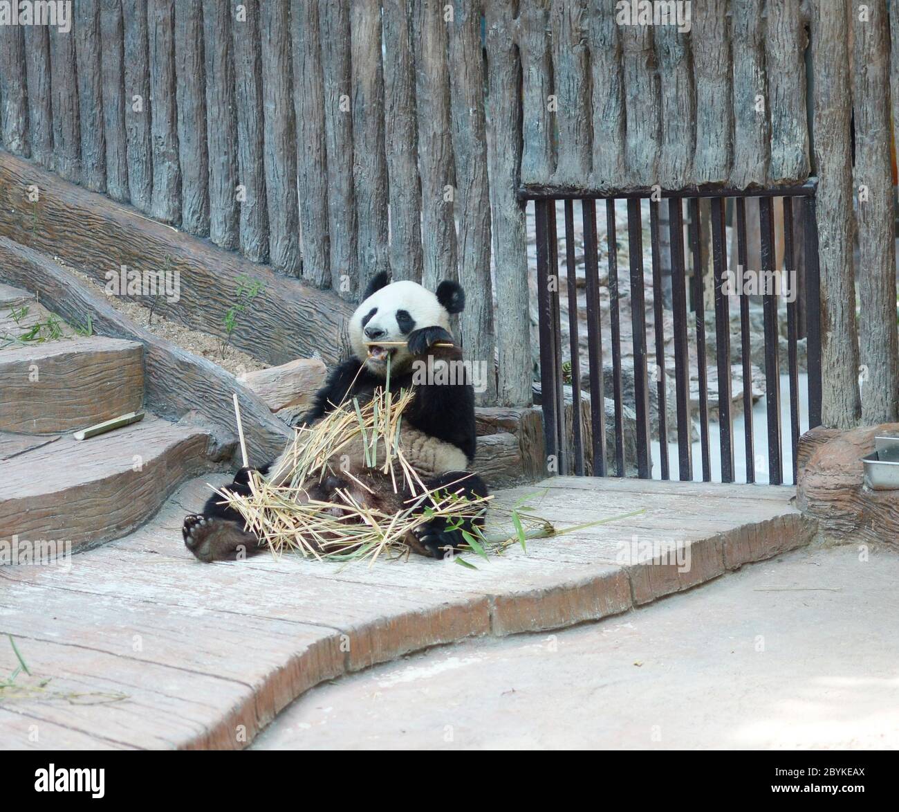 Happy panda tree hi-res stock photography and images - Alamy