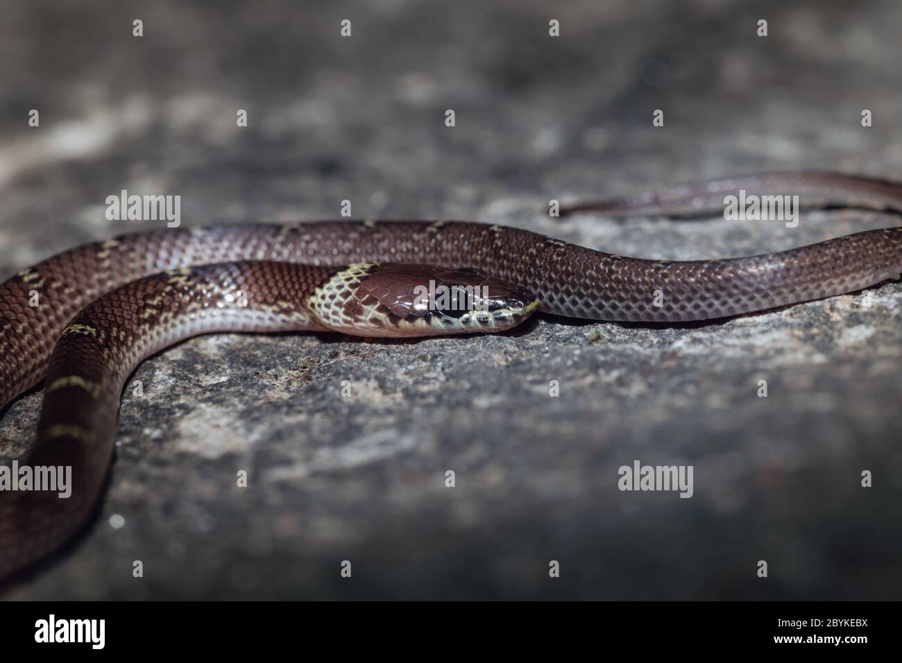 Common Wolf Snake, Lycodon aulicus Stock Photo - Alamy