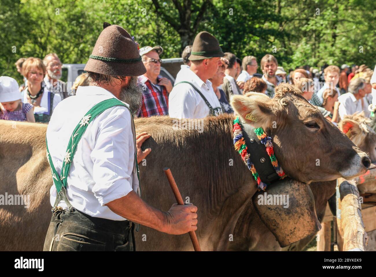 Almabtrieb hi-res stock photography and images - Alamy