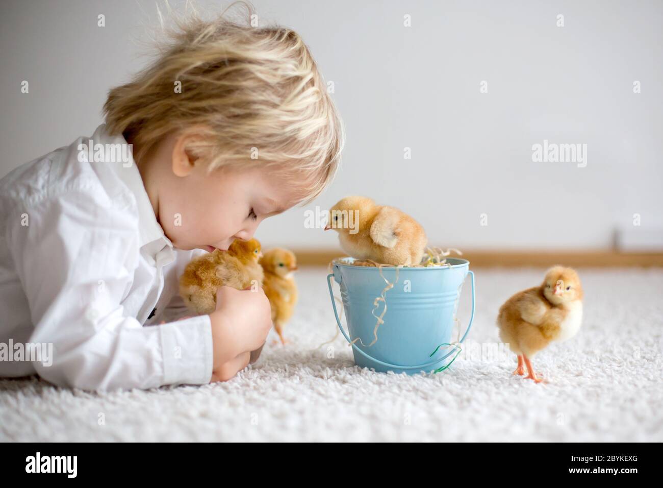 Cute sweet little blond child, toddler boy, playing with little chicks ...