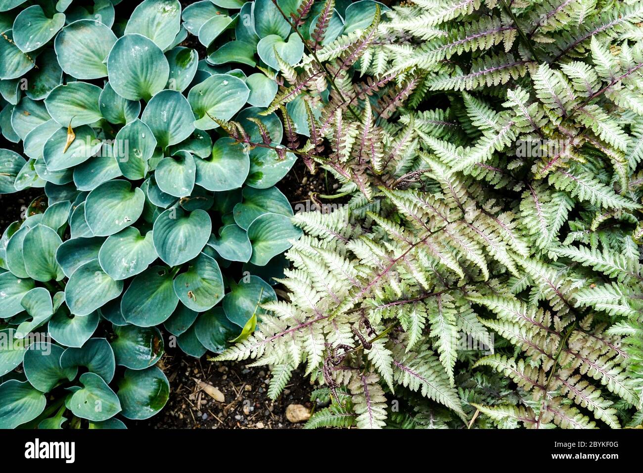 Hostas and ferns hi-res stock photography and images - Alamy