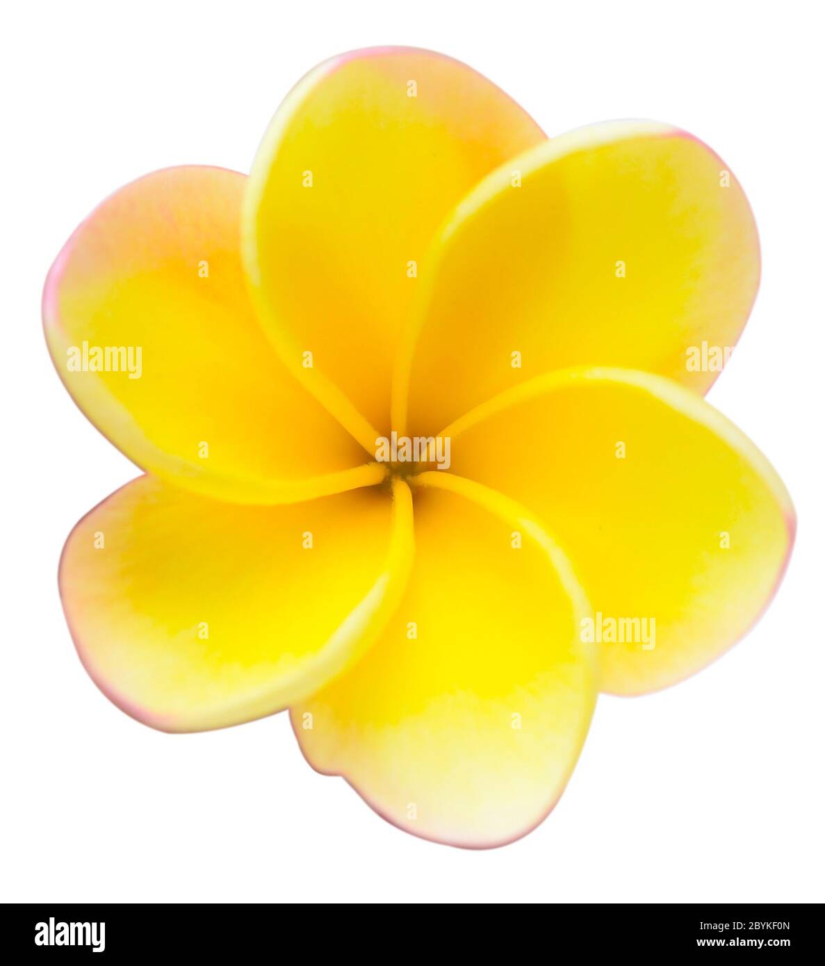 Wet frangipani hi-res stock photography and images - Alamy