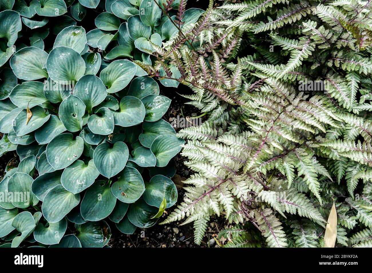 Hostas and ferns hi-res stock photography and images - Alamy