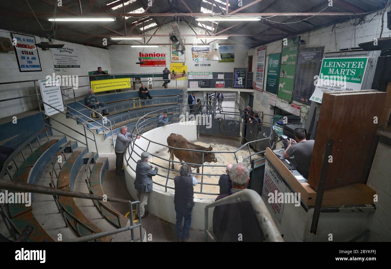 at Kilcullen livestock Mart in Co Kildare which has reopened with ...