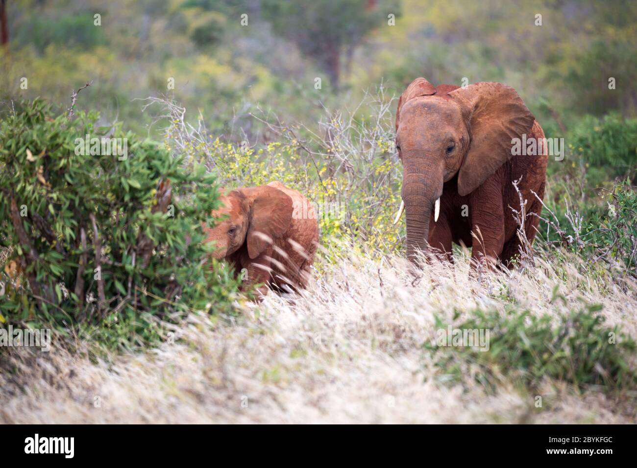 The family of red elephants on their trek through the savanna Stock ...