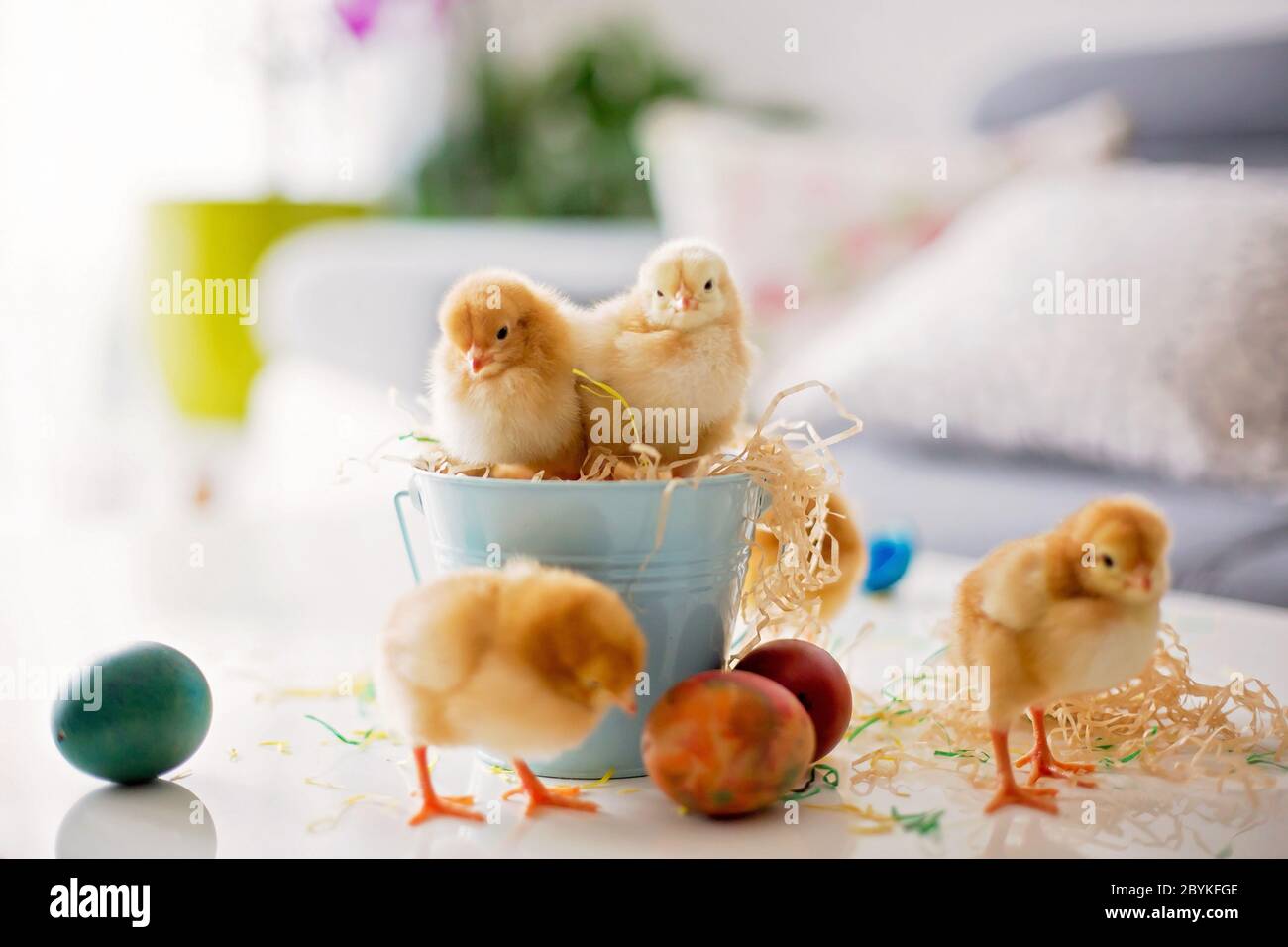 Cute little newborn chicks in a bucket and easter eggs, playing Stock ...