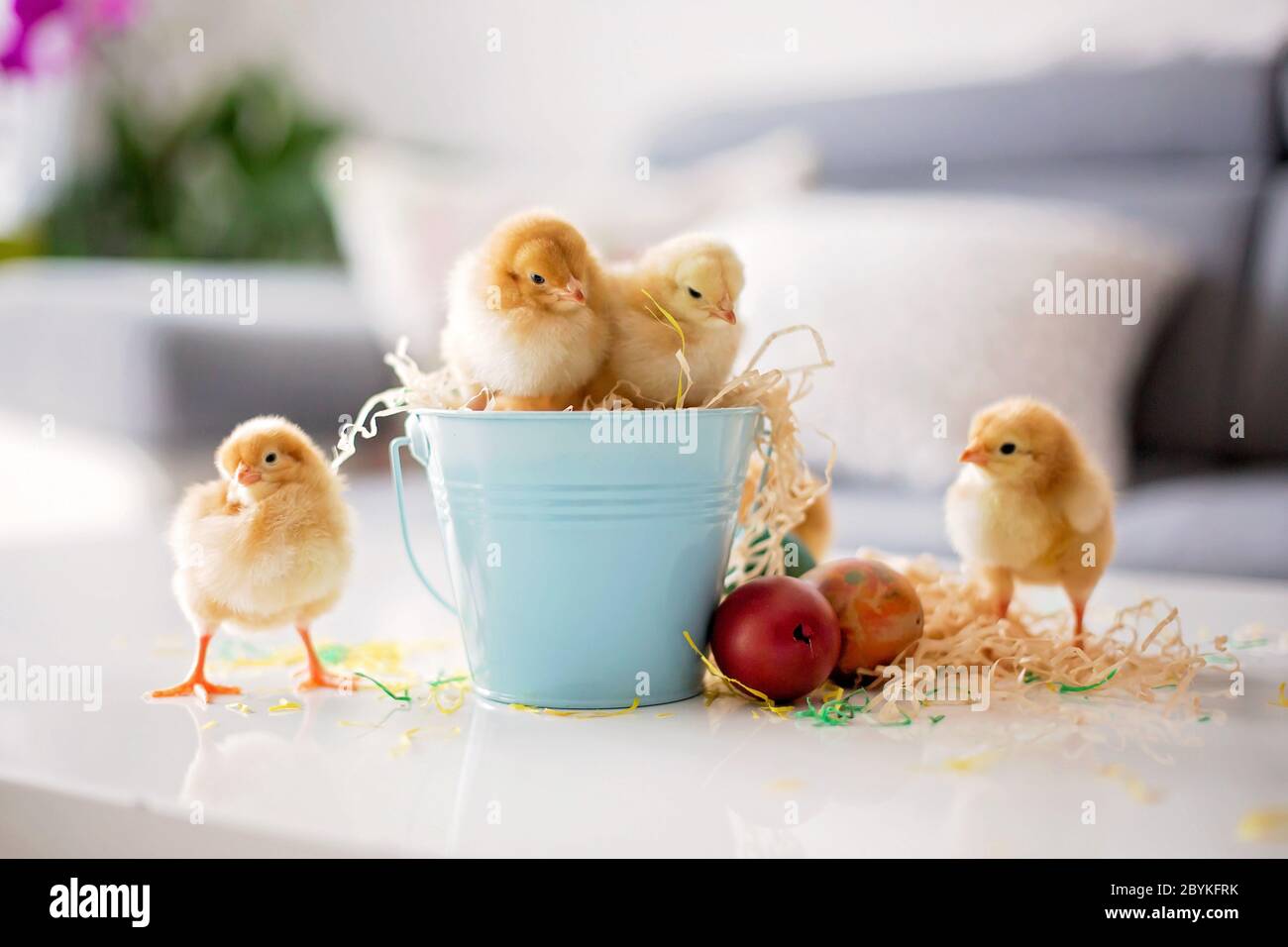 Cute little newborn chicks in a bucket and easter eggs, playing Stock ...