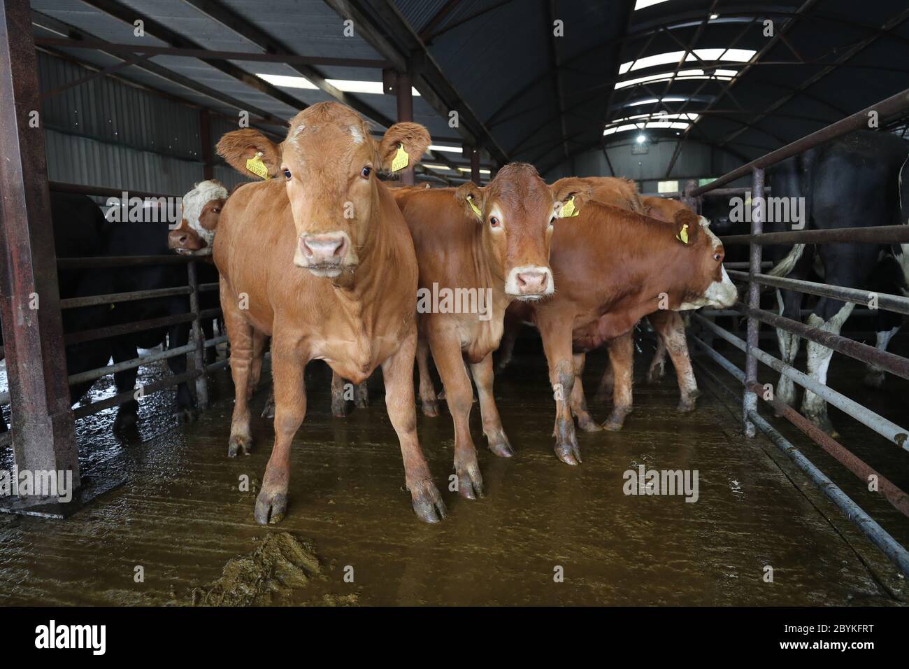 Kilcullen co kildare ireland hi-res stock photography and images - Alamy