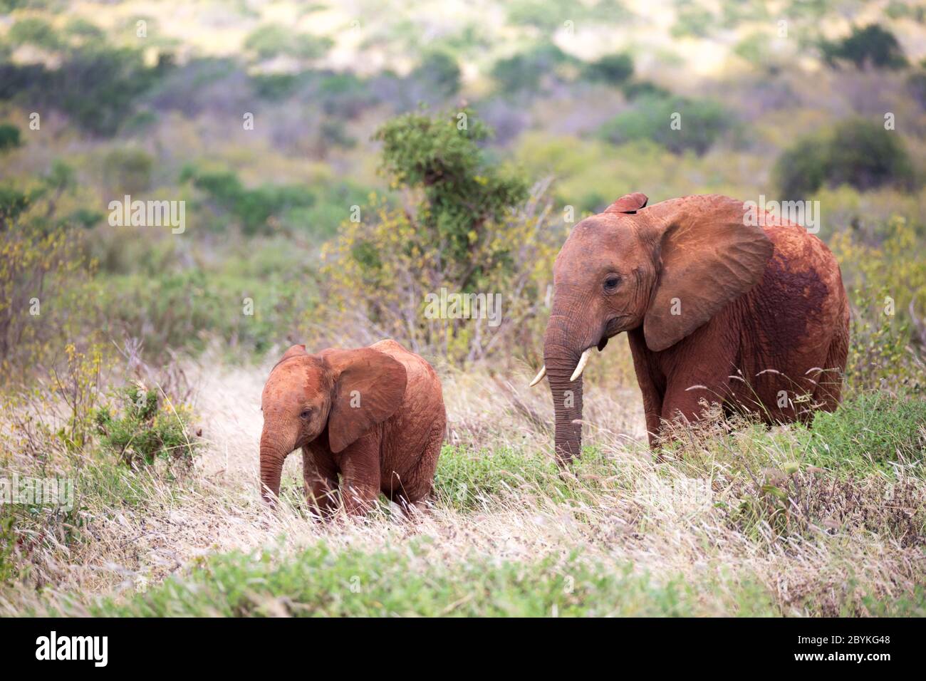 The family of red elephants on their trek through the savanna Stock ...
