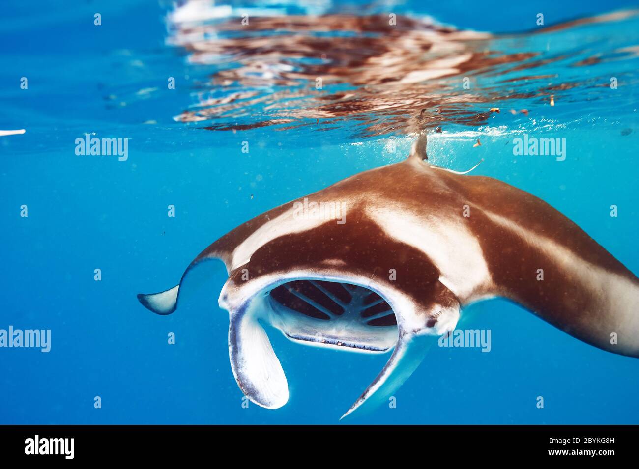 Manta ray floating underwater Stock Photo - Alamy