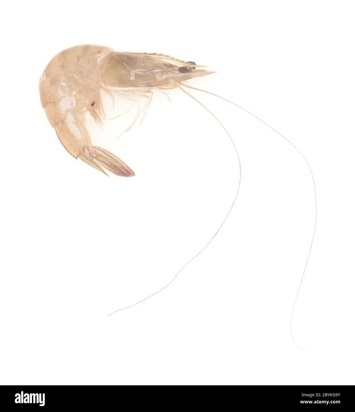 One raw prawn isolated hi-res stock photography and images - Alamy