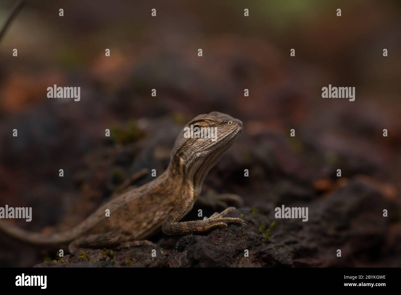 Fan Throated Lizard High Resolution Stock Photography and Images - Alamy
